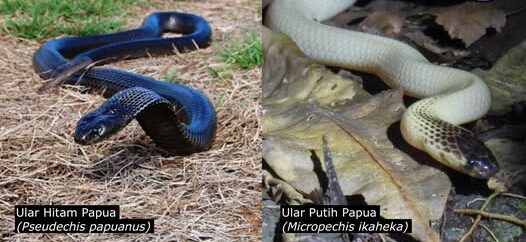 Si Cantik Hitam dan Putih, Ular Berbisa Papua yang Mematikan - swapnews ...